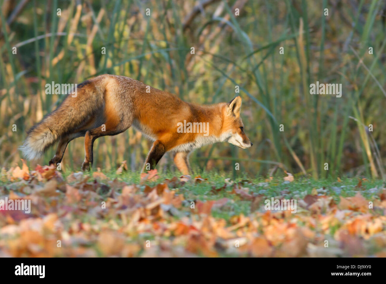 Wild red fox hunting hi-res stock photography and images - Alamy