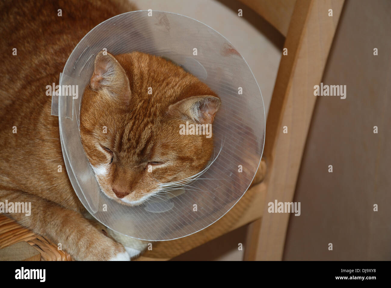 Red cat in protective hi-res stock photography and images - Alamy