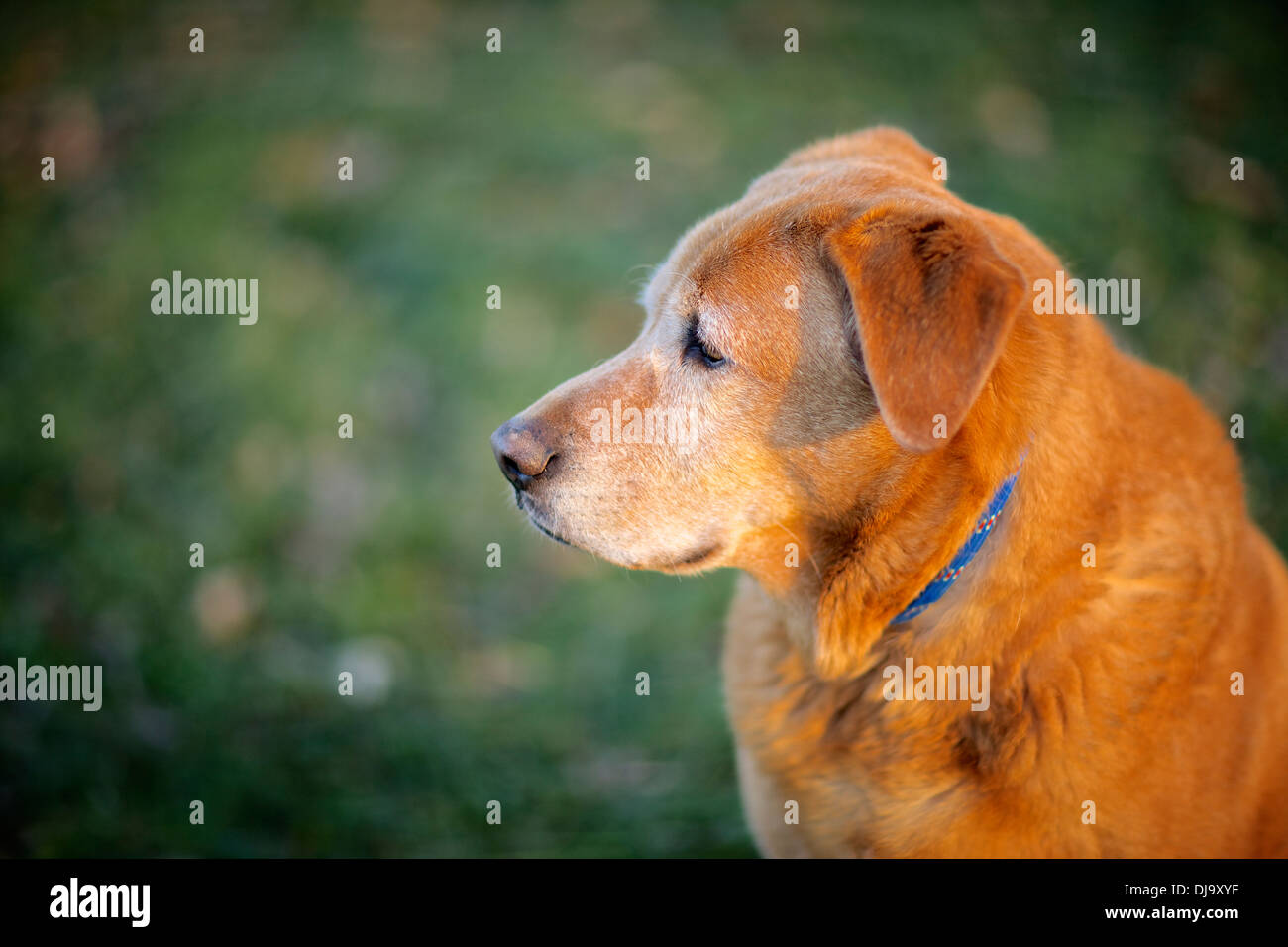 Older dog, golden retrieve, Labrador, mix enjoying the light of the day ...
