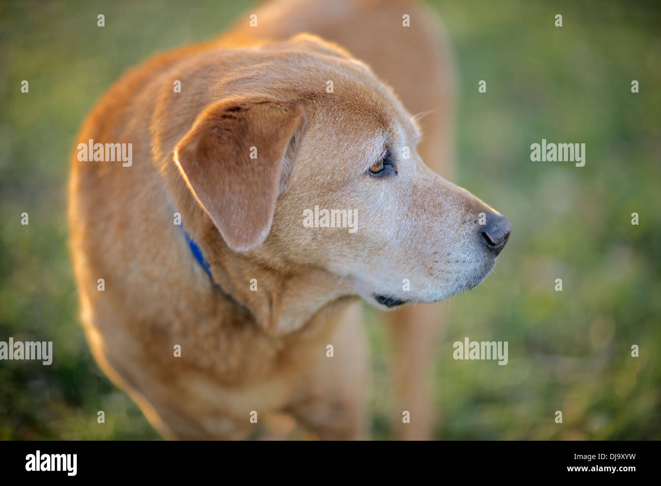 Older dog, golden retrieve, Labrador, mix enjoying the light of the day ...