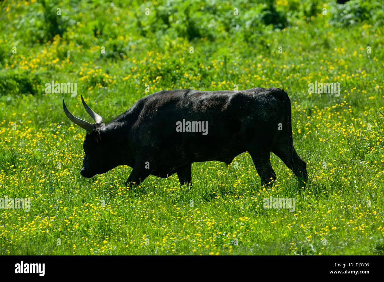 Camargue Cattle, France Stock Photo - Alamy