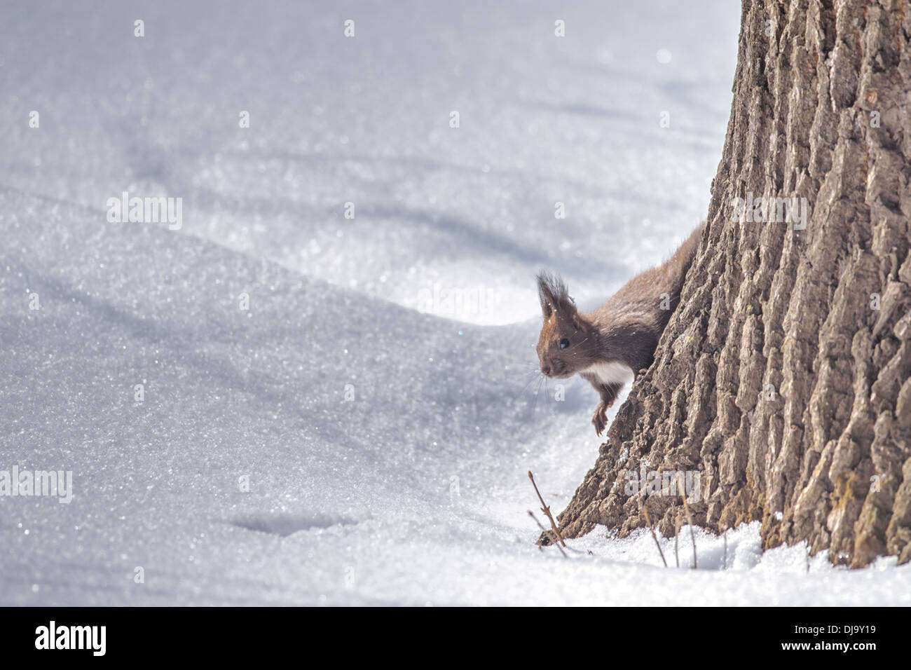 Squirrel an snow hi-res stock photography and images - Alamy
