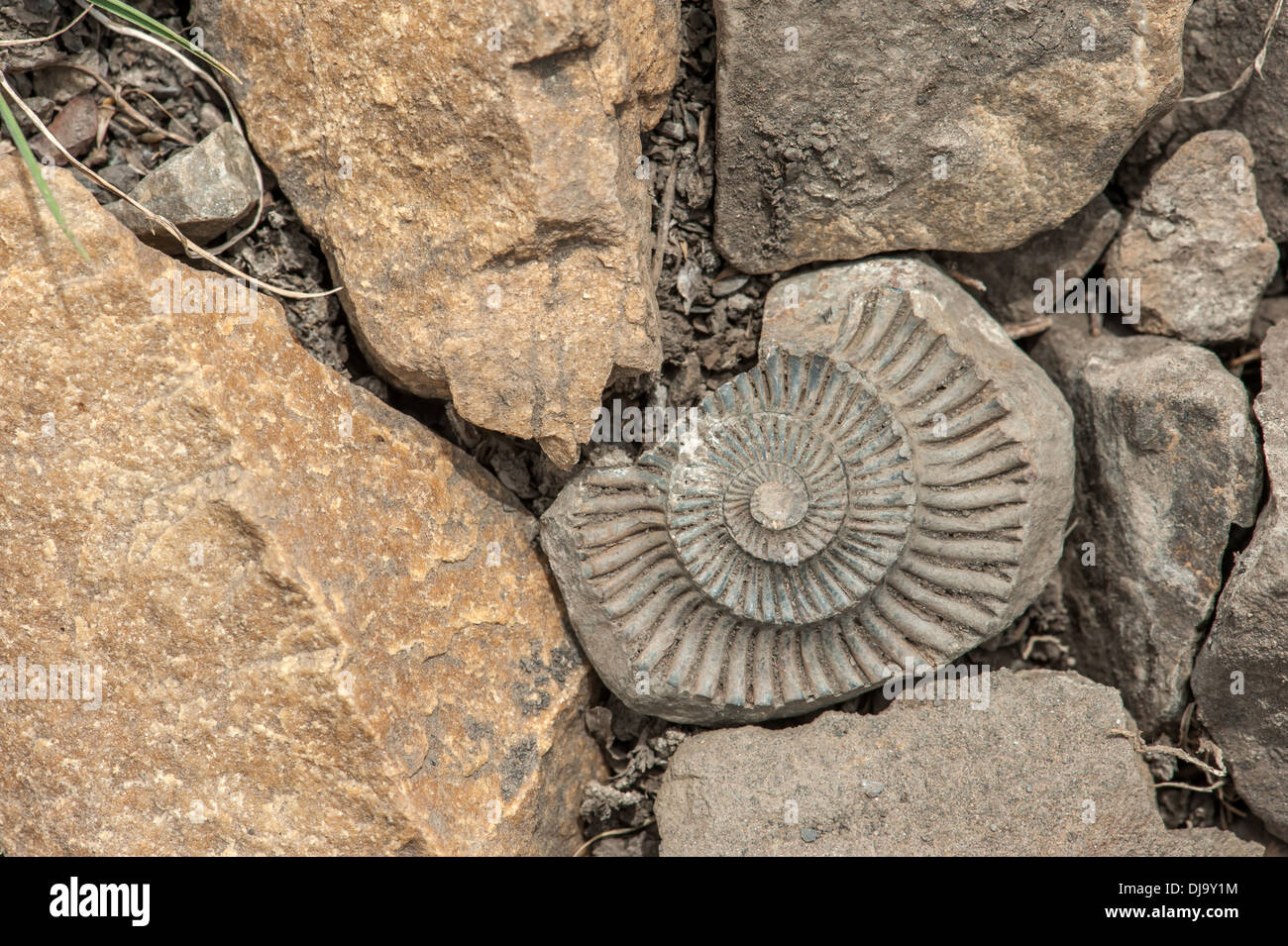 Fossil shell spiral hi-res stock photography and images - Alamy