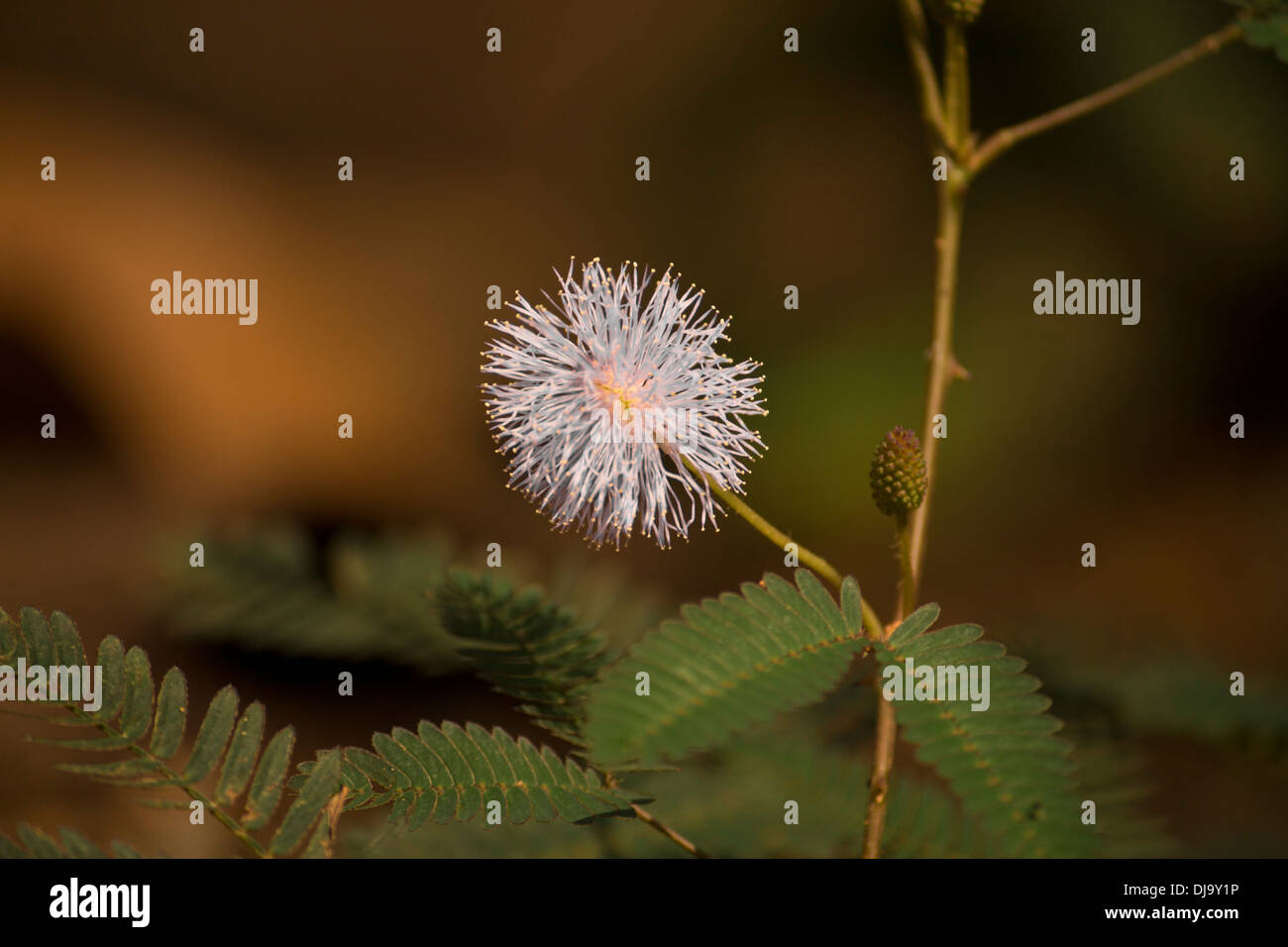 Flower of Touch me not Stock Photo - Alamy