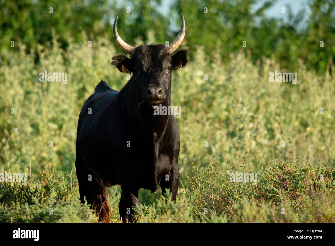 Camargue Cattle, France Stock Photo - Alamy