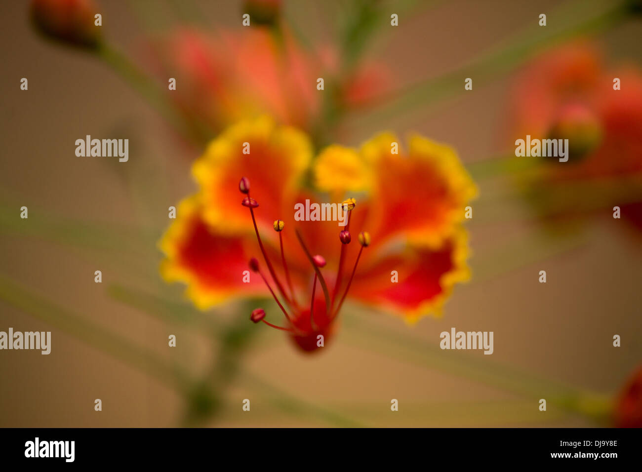 the red flower Stock Photo - Alamy