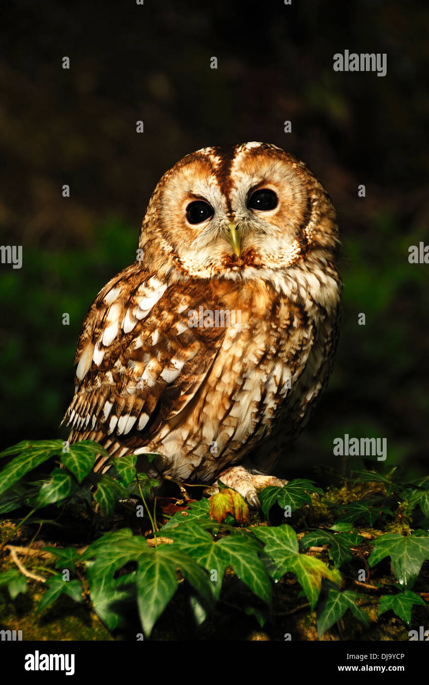 tawny owl strix aluco Stock Photo - Alamy