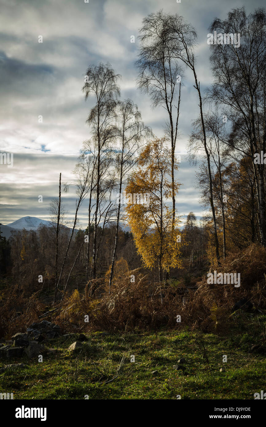 Trees in autumn colours, Western Highlands, Scotland Stock Photo - Alamy