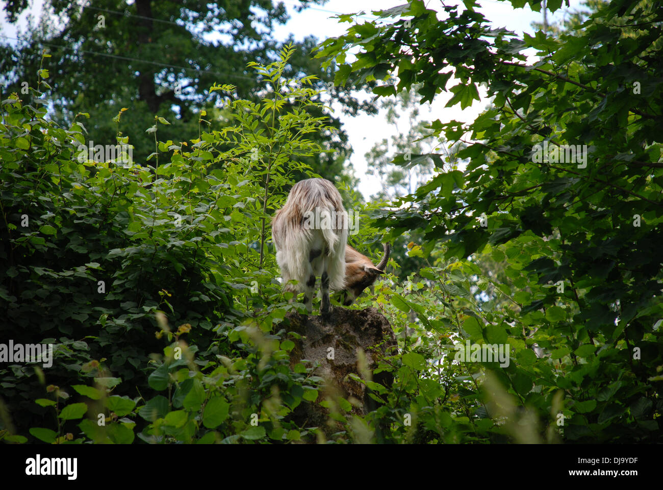 Goat in forest Stock Photo - Alamy