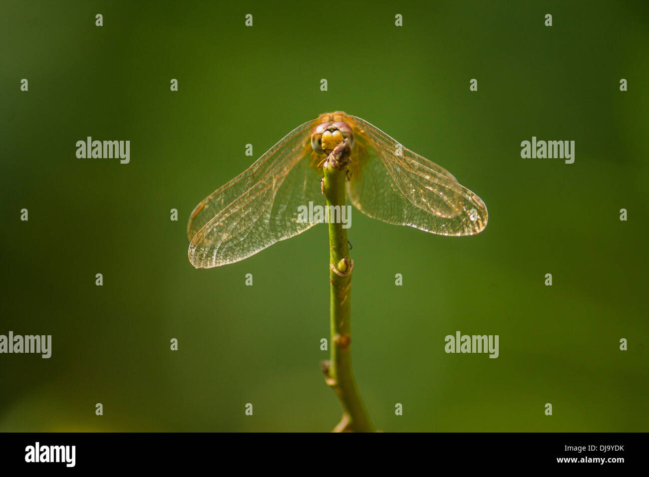 Dragonfly on rose twig Stock Photo - Alamy