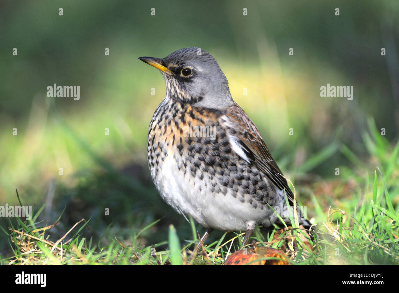 Thrushes fieldfare hi-res stock photography and images - Alamy