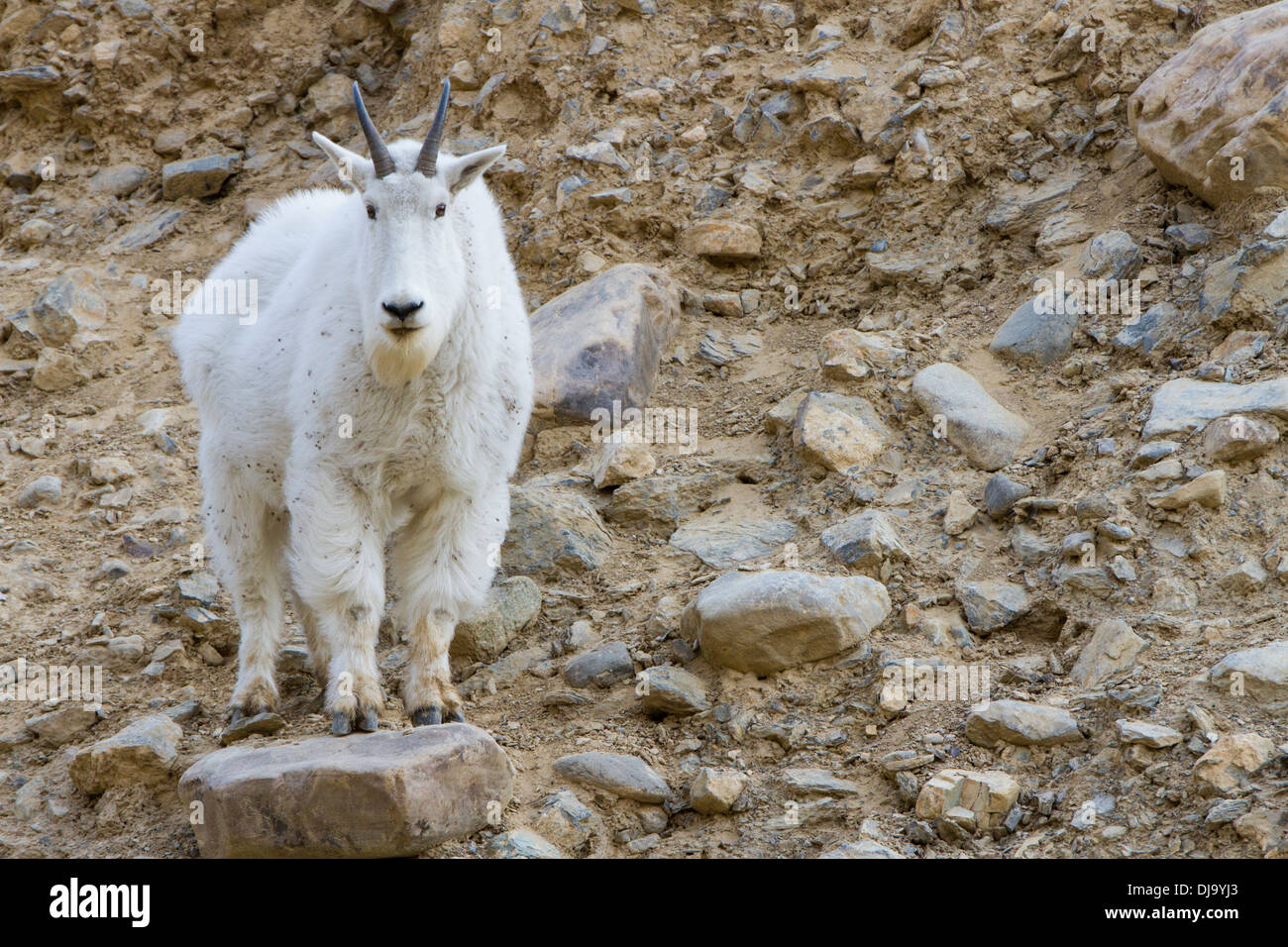 A mountain goat stands on a rock and looks into the camera in the Big ...