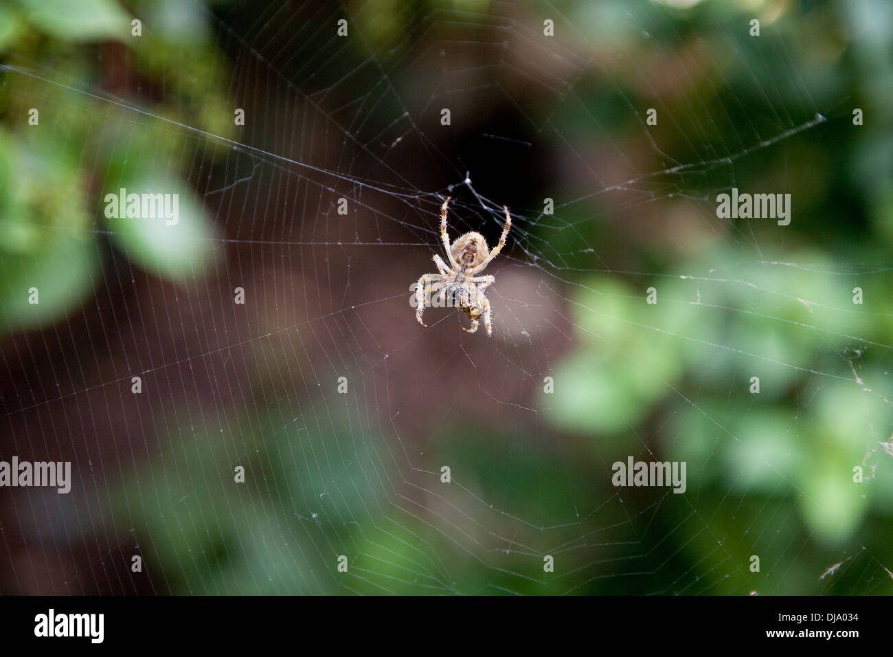 Spider web in bush hi-res stock photography and images - Alamy