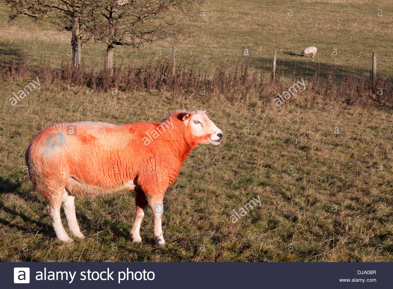 Texel Tup Stock Photos & Texel Tup Stock Images - Alamy