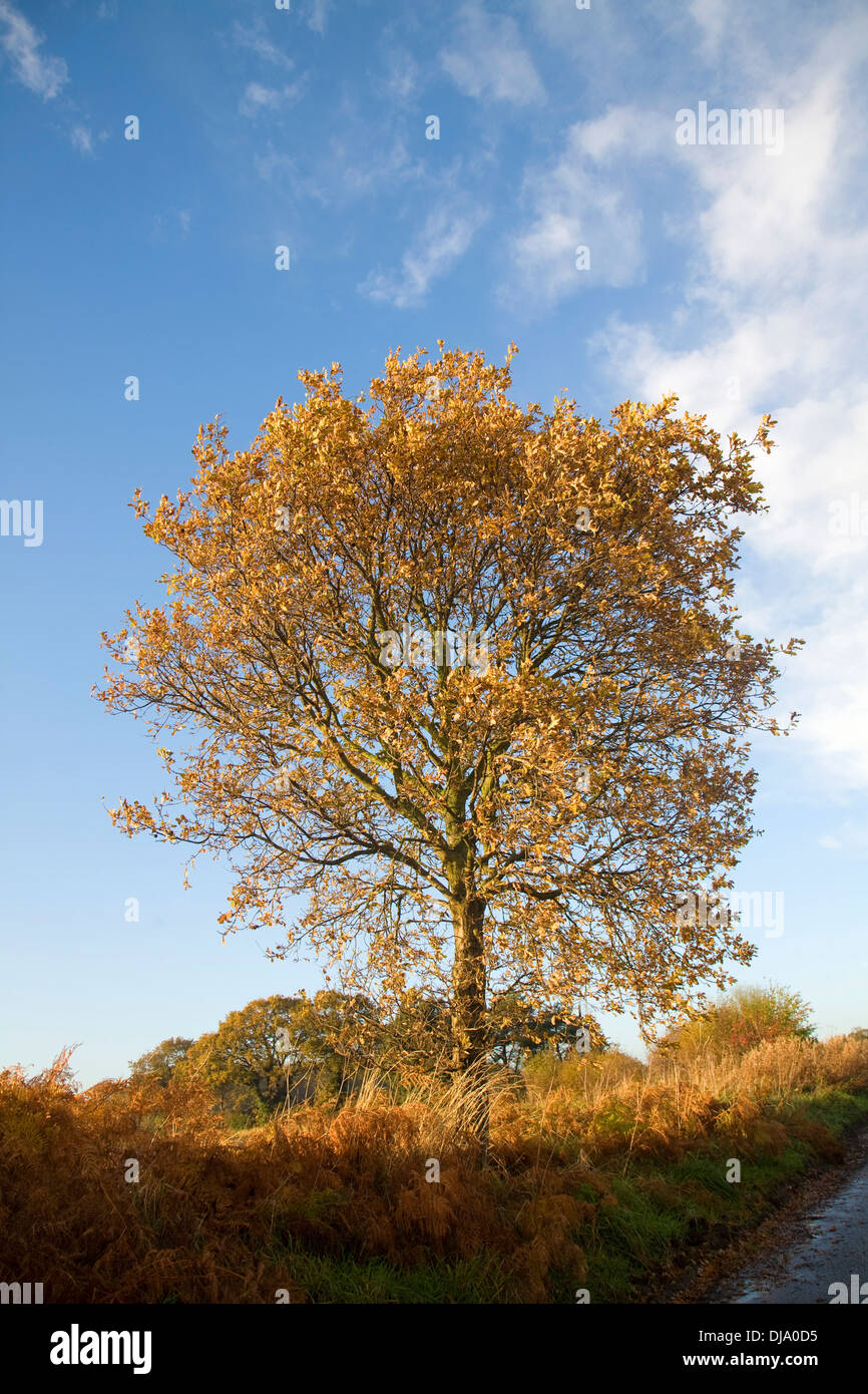 Golden oak tree hi-res stock photography and images - Alamy