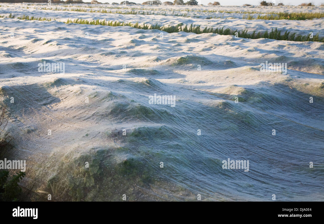 Heavy crops hi-res stock photography and images - Alamy