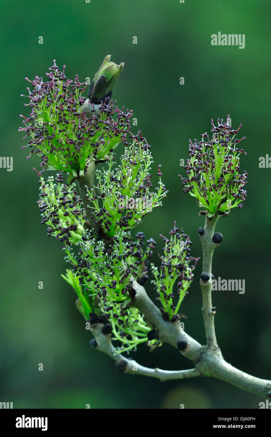 Ash tree flower hi-res stock photography and images - Alamy