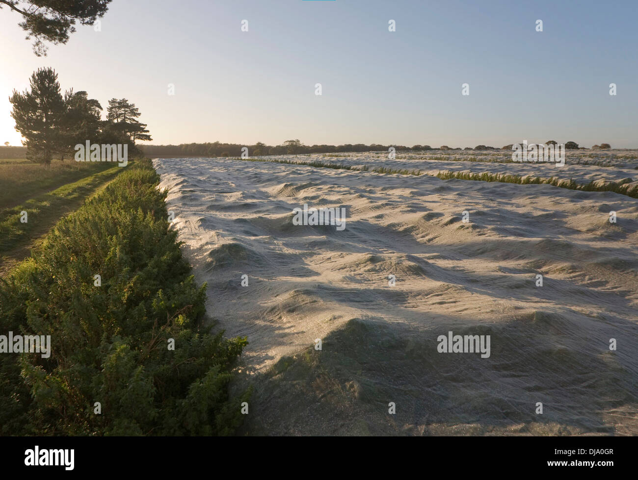 Heavy crops hi-res stock photography and images - Alamy