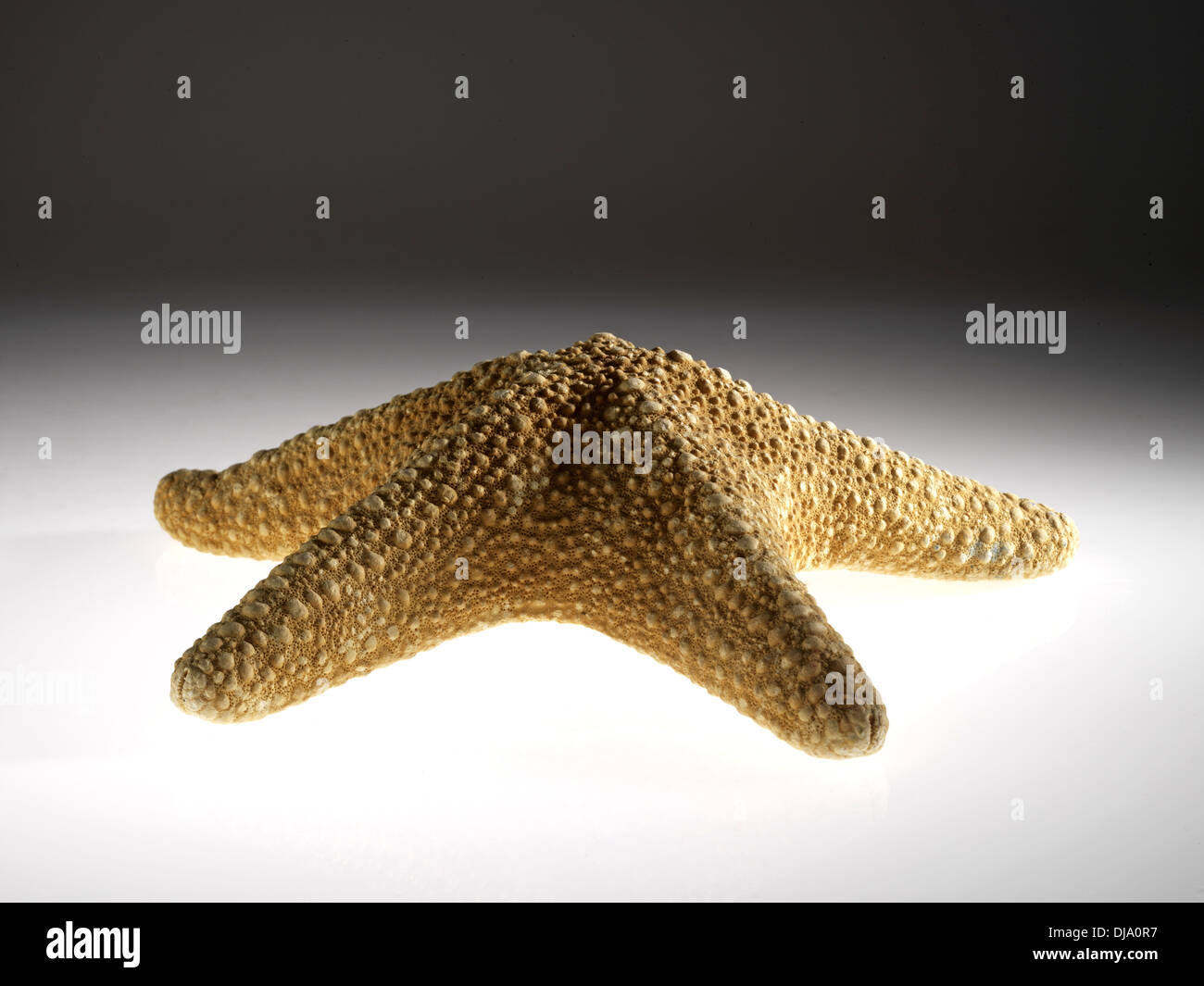 Jumbo shells hi-res stock photography and images - Alamy
