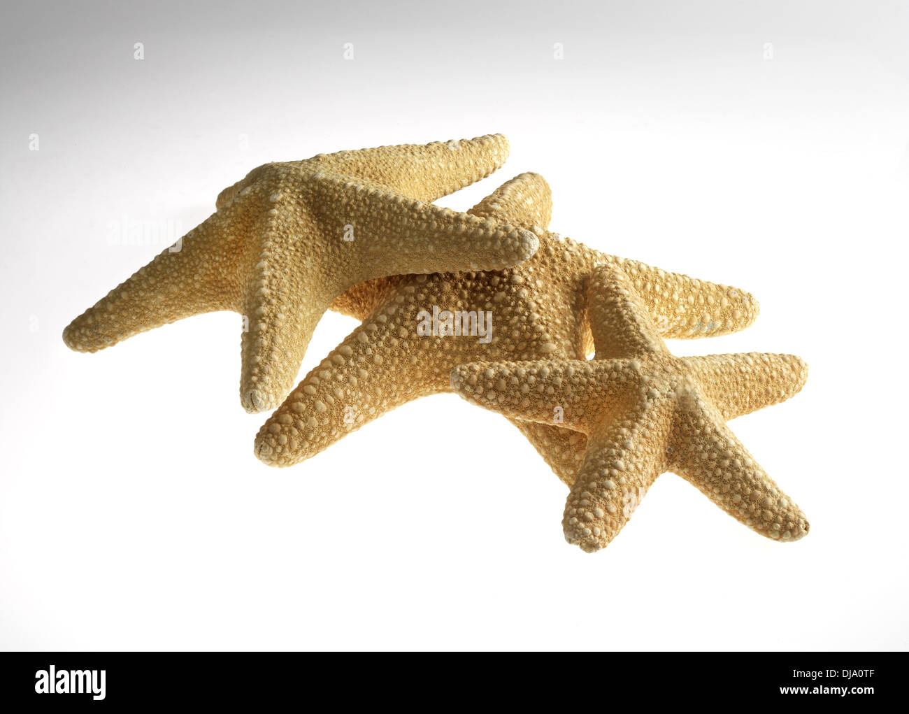 Jumbo sugar star fish shell Stock Photo - Alamy