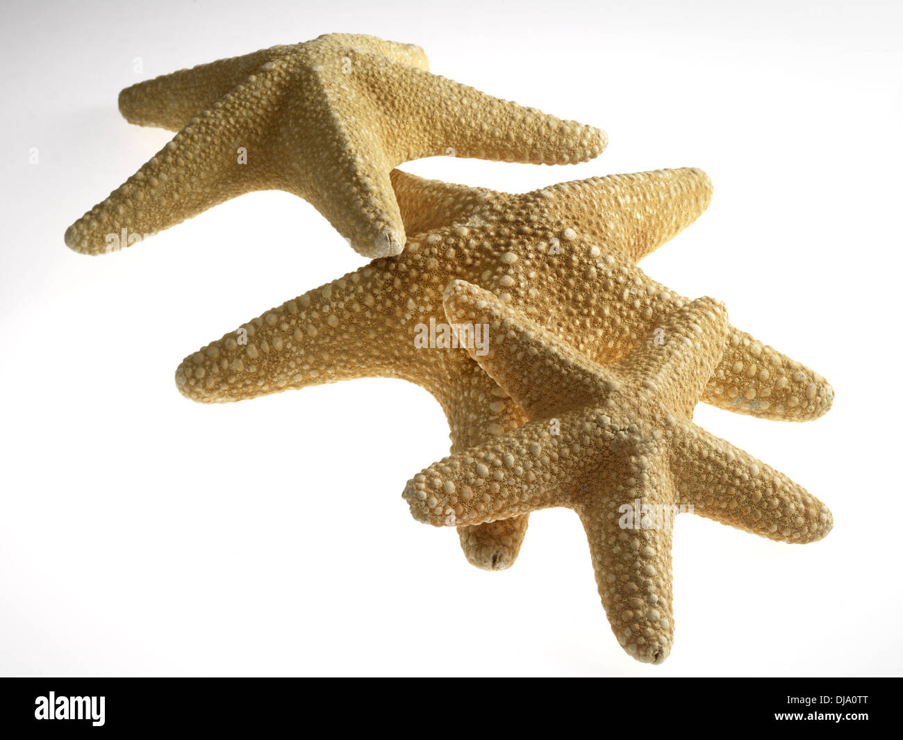 Jumbo sugar star fish shell Stock Photo - Alamy