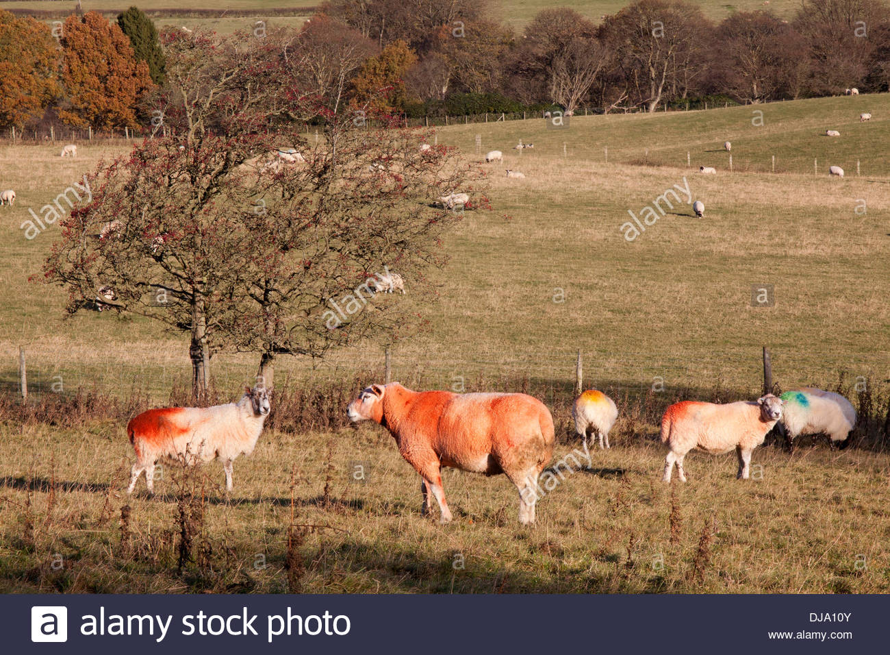 Texel Tup Stock Photos & Texel Tup Stock Images - Alamy