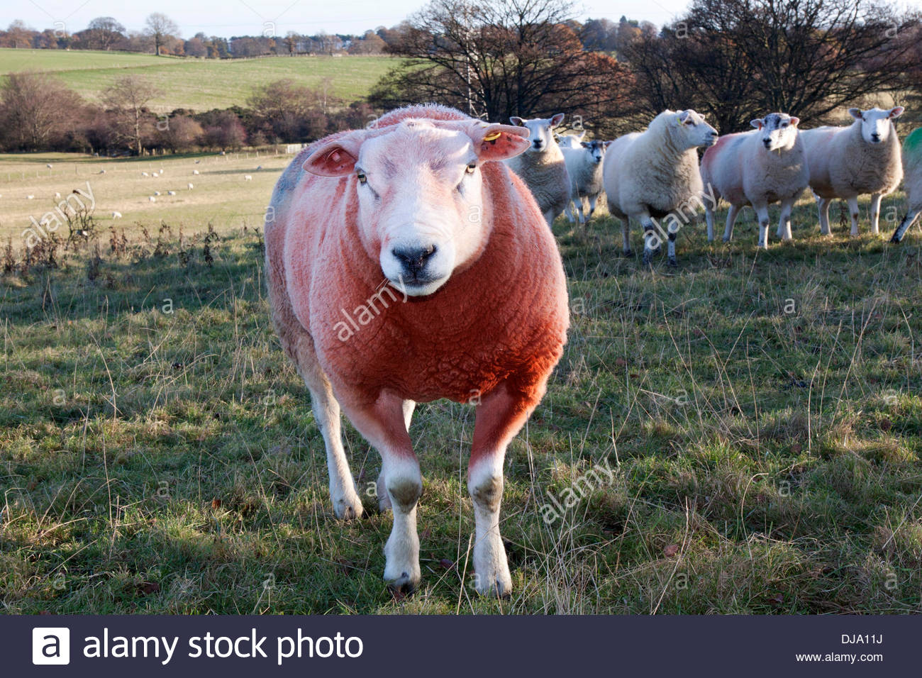 Texel Tup Stock Photos & Texel Tup Stock Images - Alamy