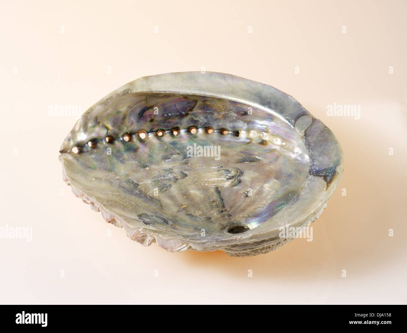 Jingle Shells High Resolution Stock Photography and Images - Alamy
