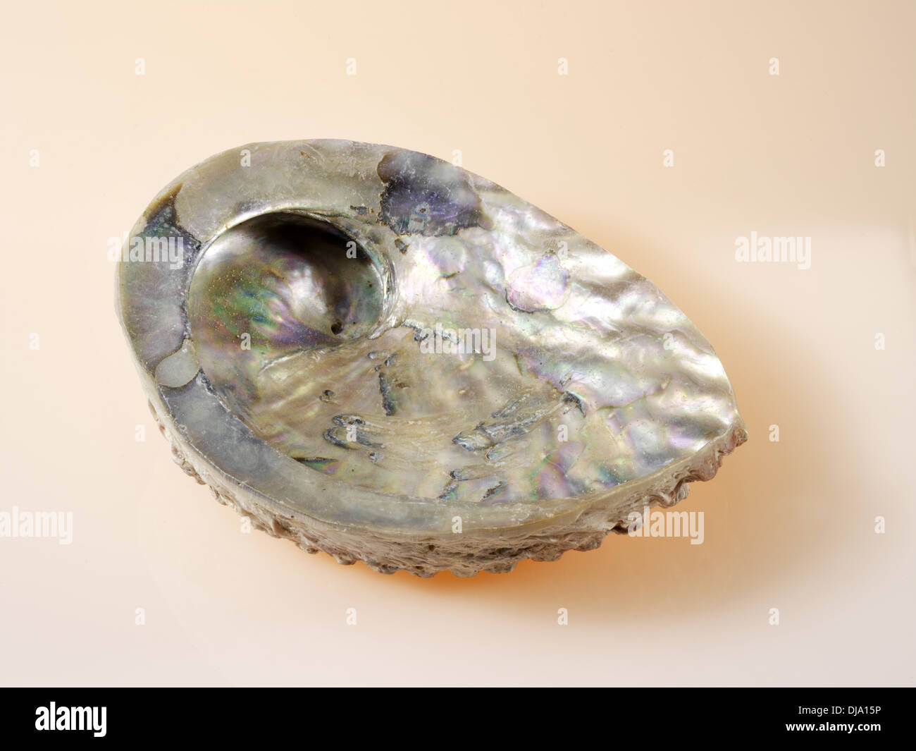 Jingle sea shell Stock Photo - Alamy