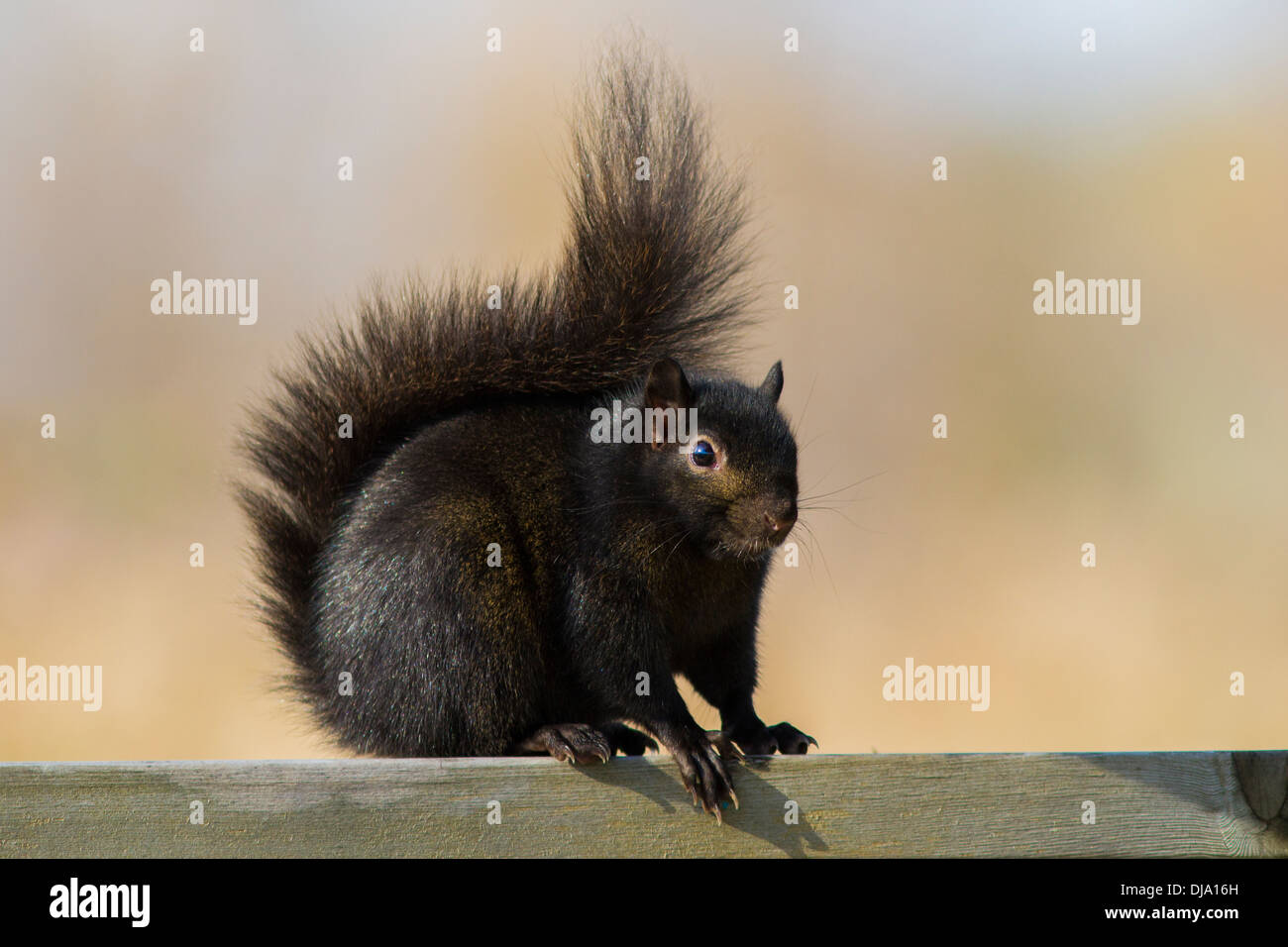 Black red squirrel hi-res stock photography and images - Alamy