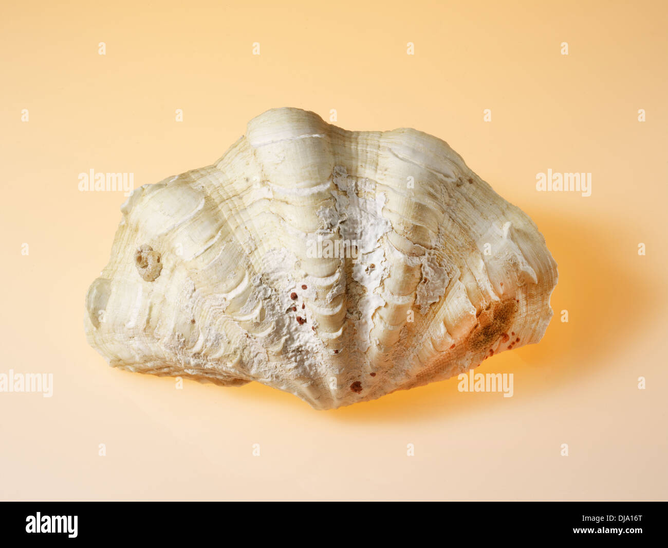 Kittens Paw shell Stock Photo - Alamy