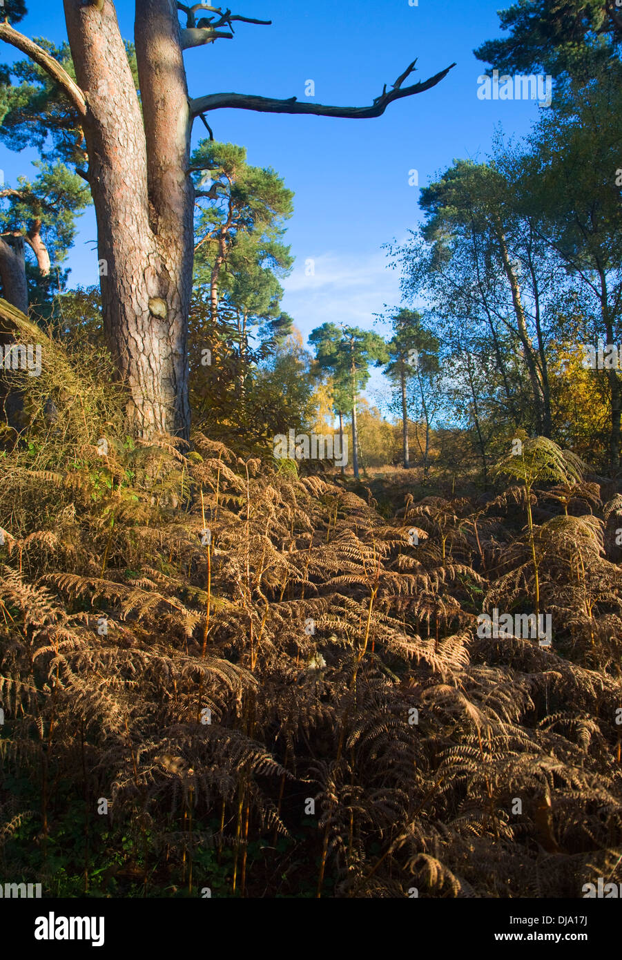 Autumn colours heathland vegetation Sutton Heath, Suffolk, England ...
