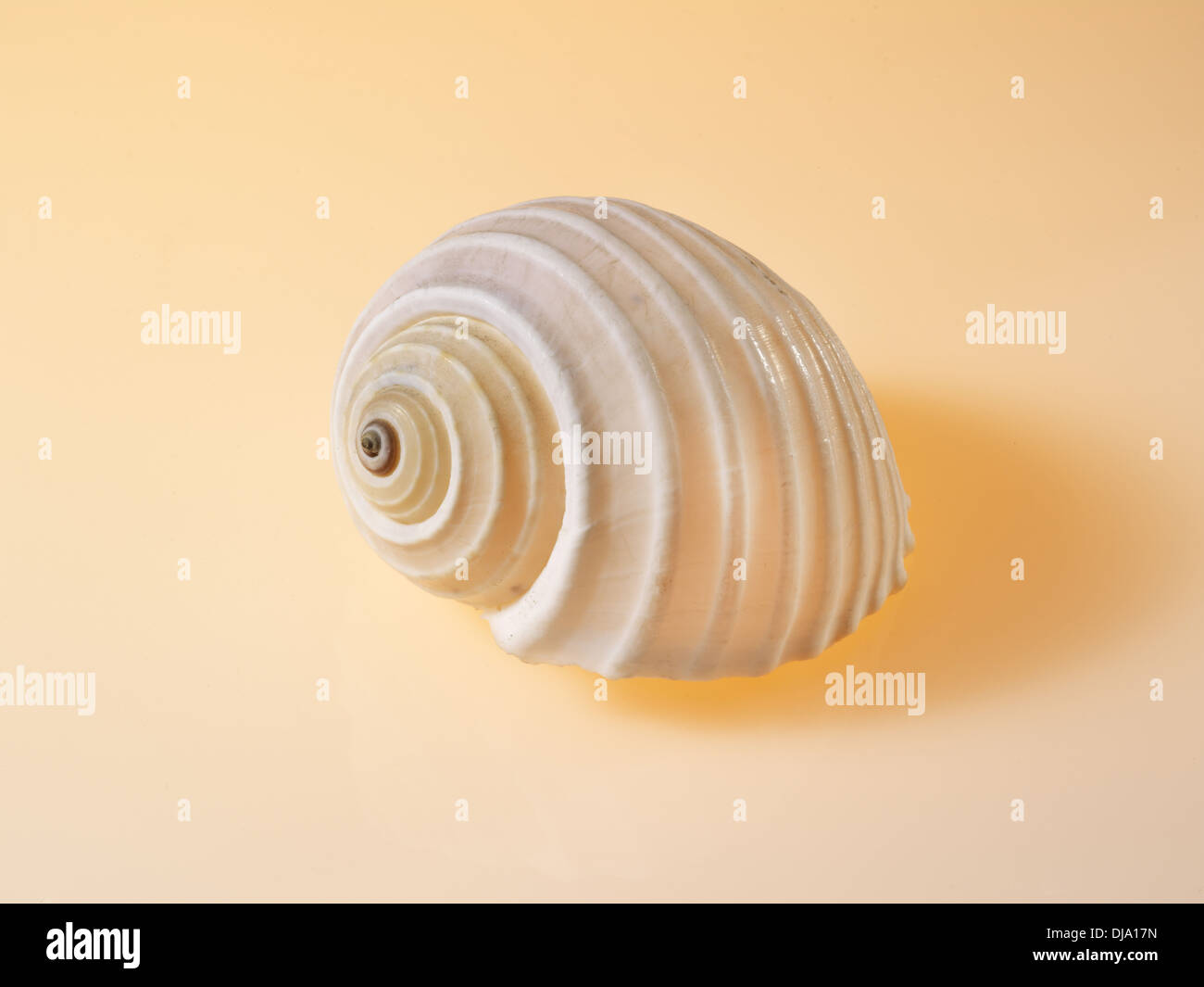 Shark Eye Shell Stock Photo - Alamy