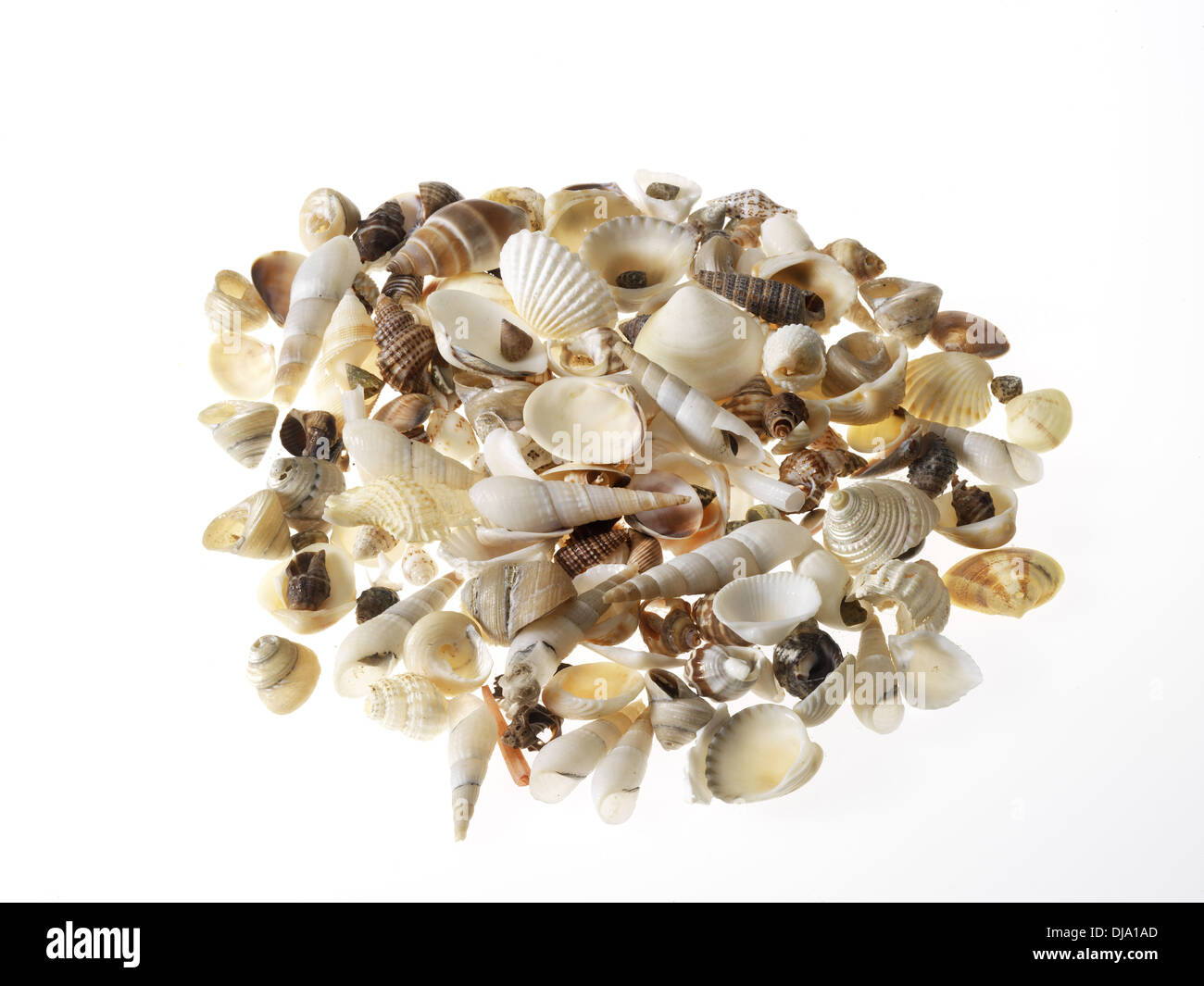 Selection of sea shells Stock Photo - Alamy
