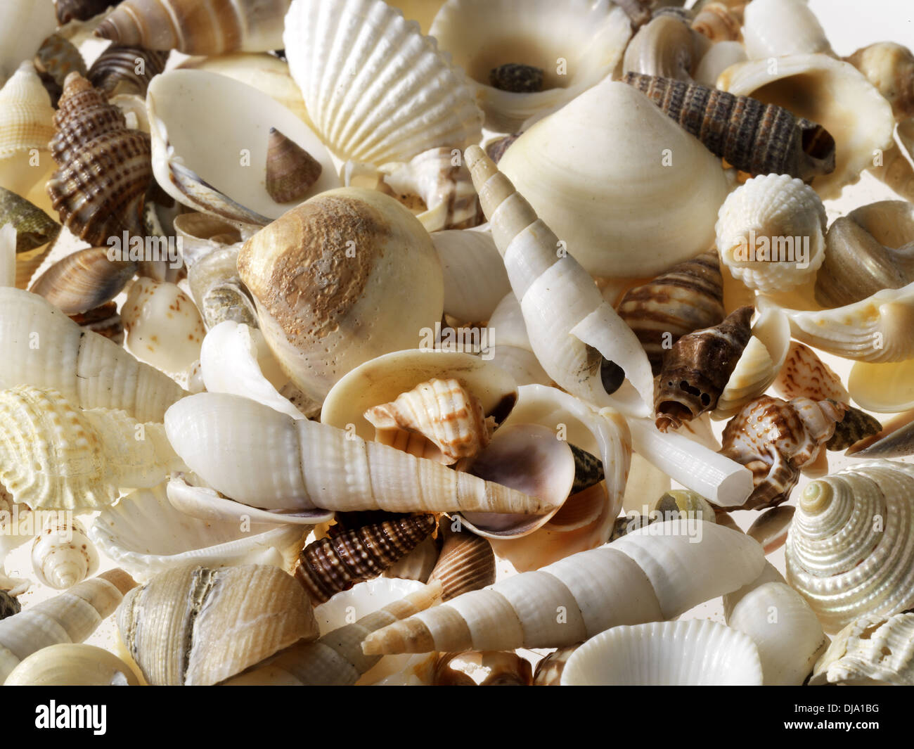 Selection of sea shells Stock Photo - Alamy