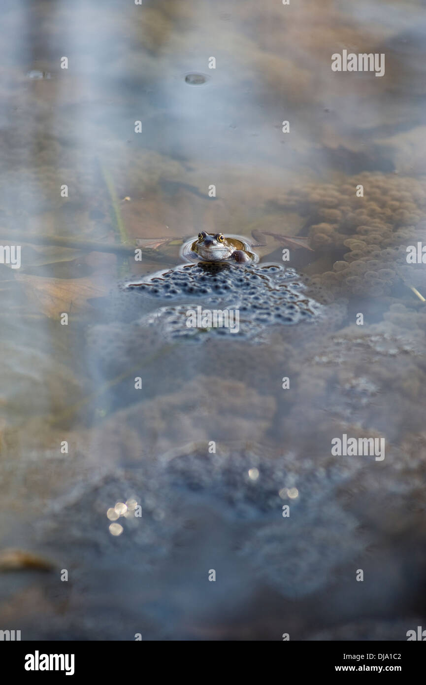 Frogs and frogspawn Stock Photo - Alamy