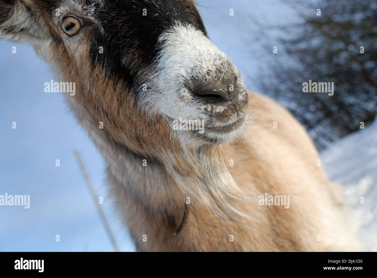 The Goat face Stock Photo - Alamy