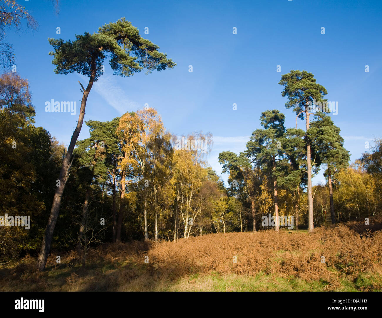Heath vegetation hi-res stock photography and images - Alamy