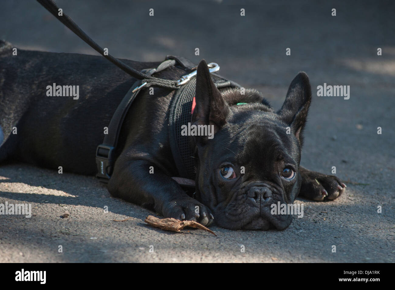 A French bulldog looks fed up Stock Photo - Alamy