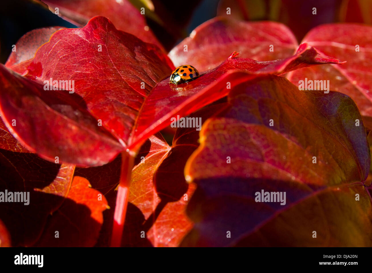a red ladybird on a red leaf Stock Photo - Alamy