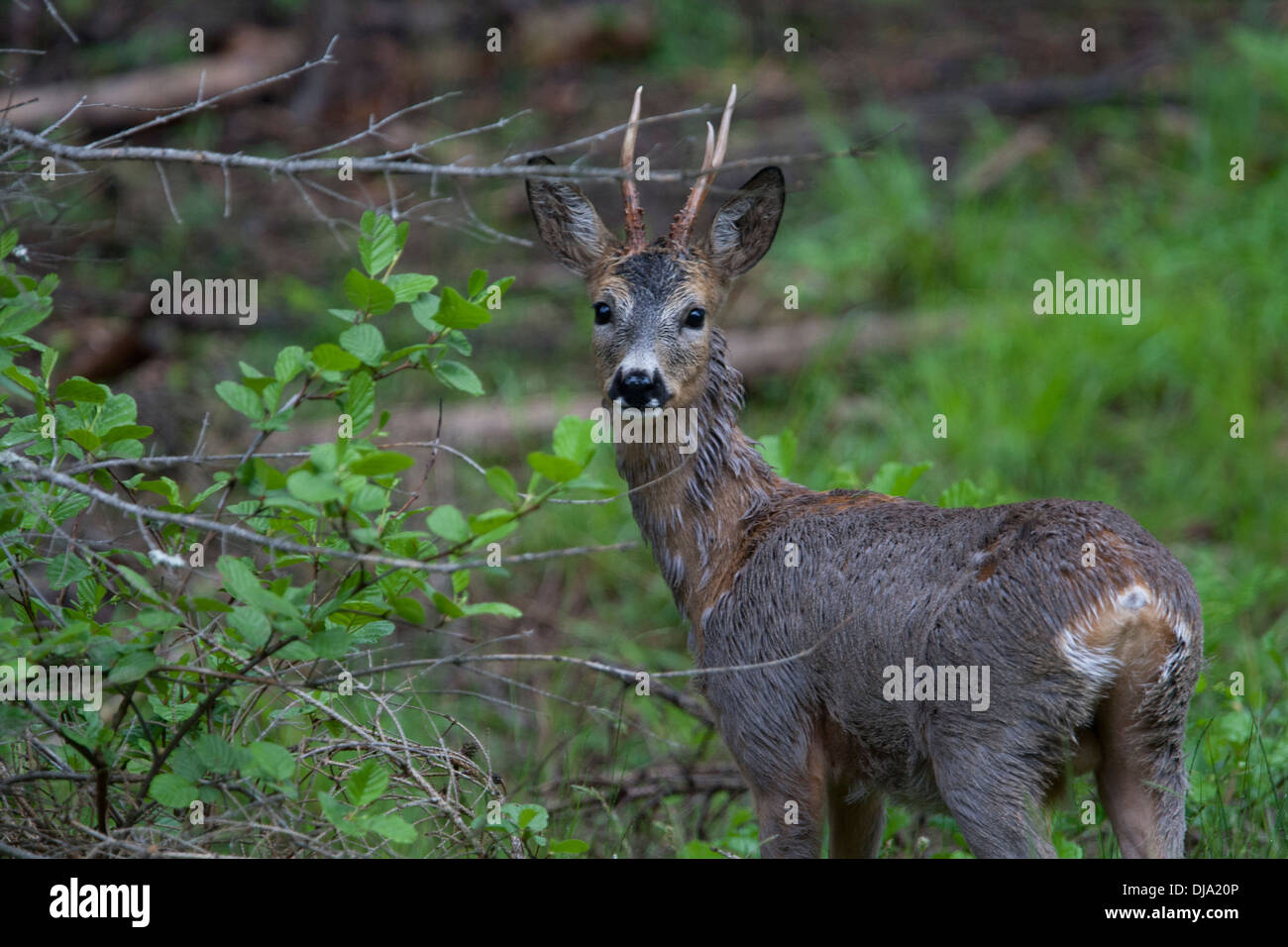 Vild deer hi-res stock photography and images - Alamy