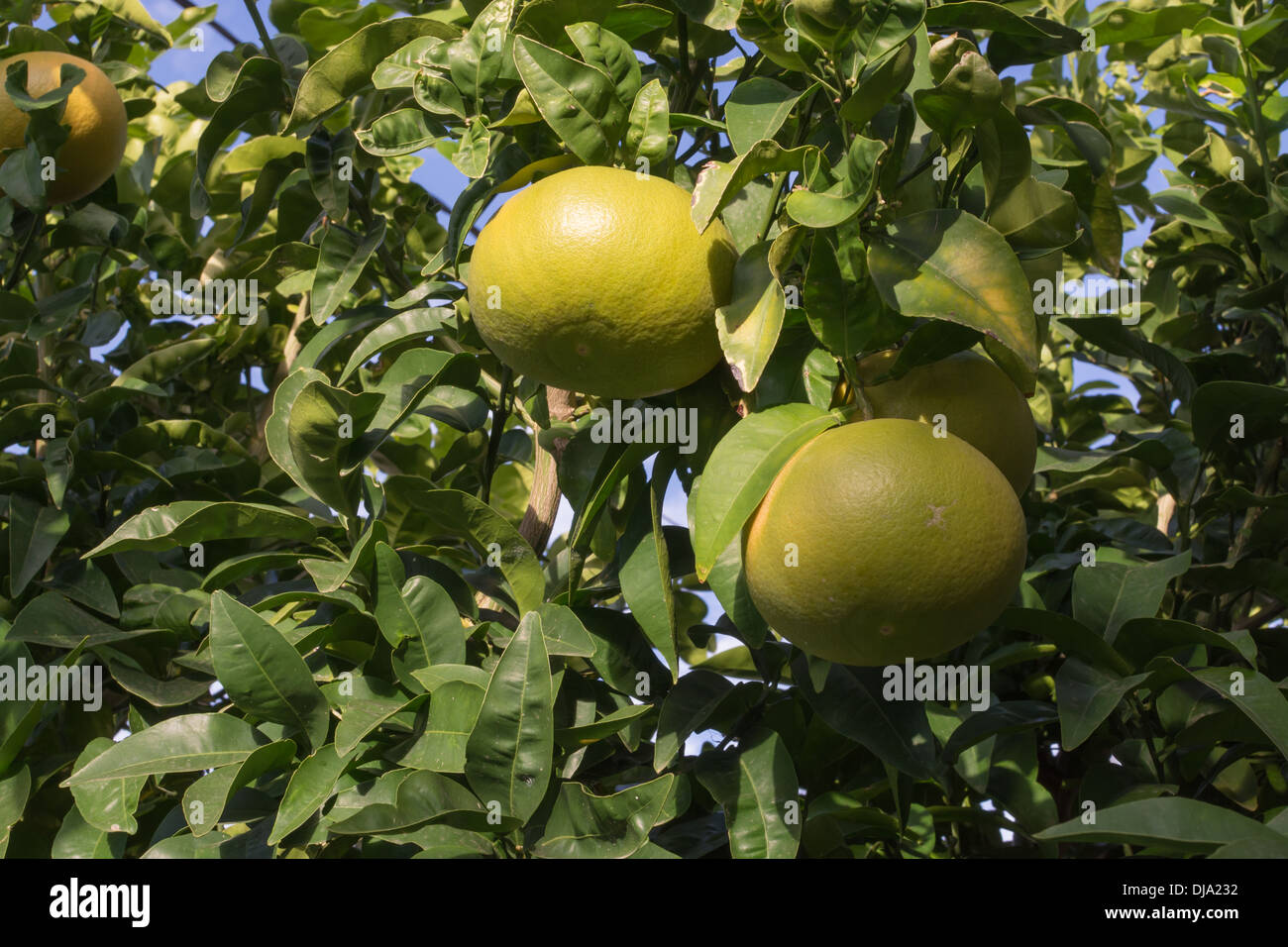 Grapefruits growing grapefruit tree hi-res stock photography and images ...