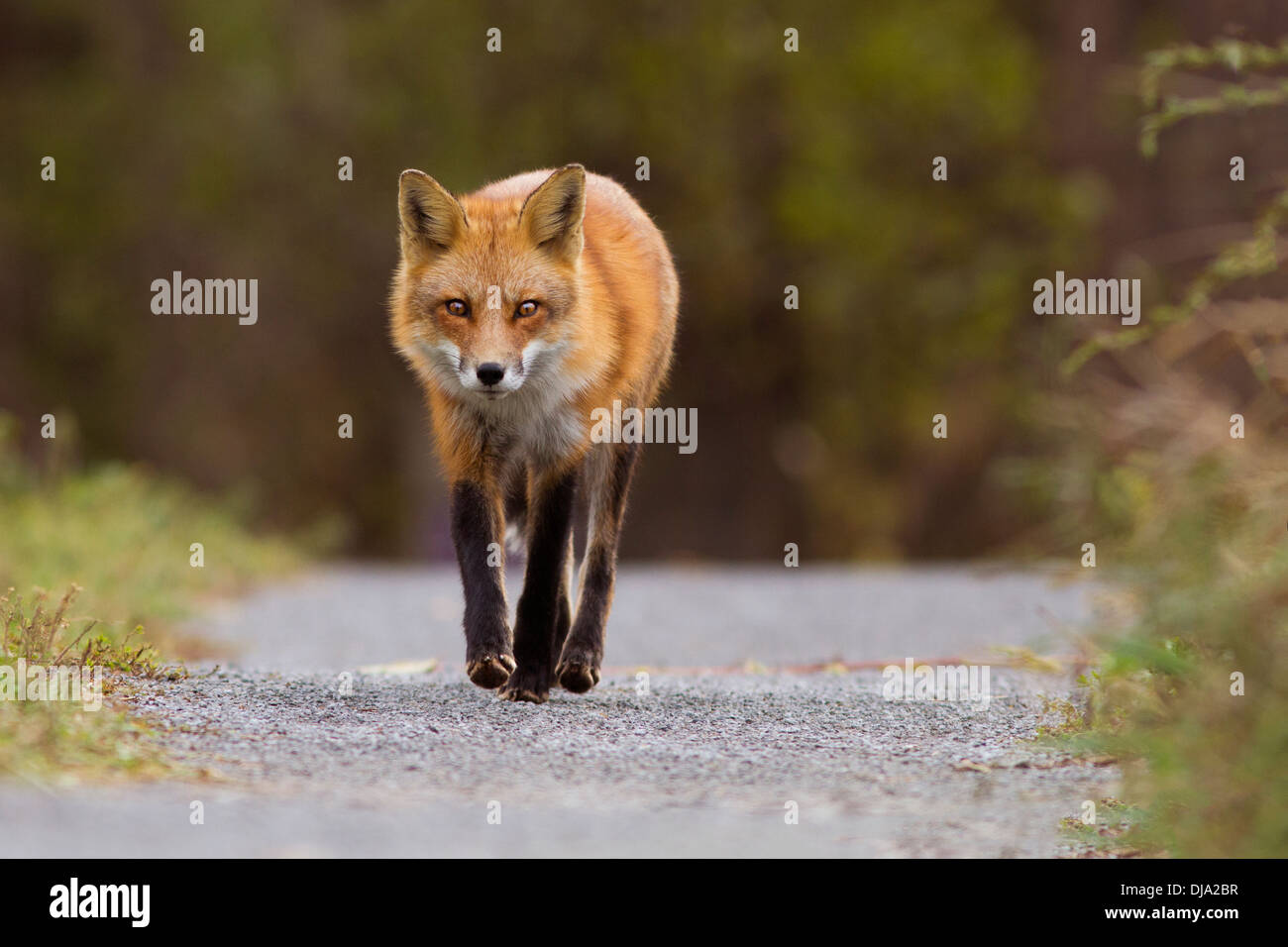 Curious red fox face to face with the camera Stock Photo - Alamy