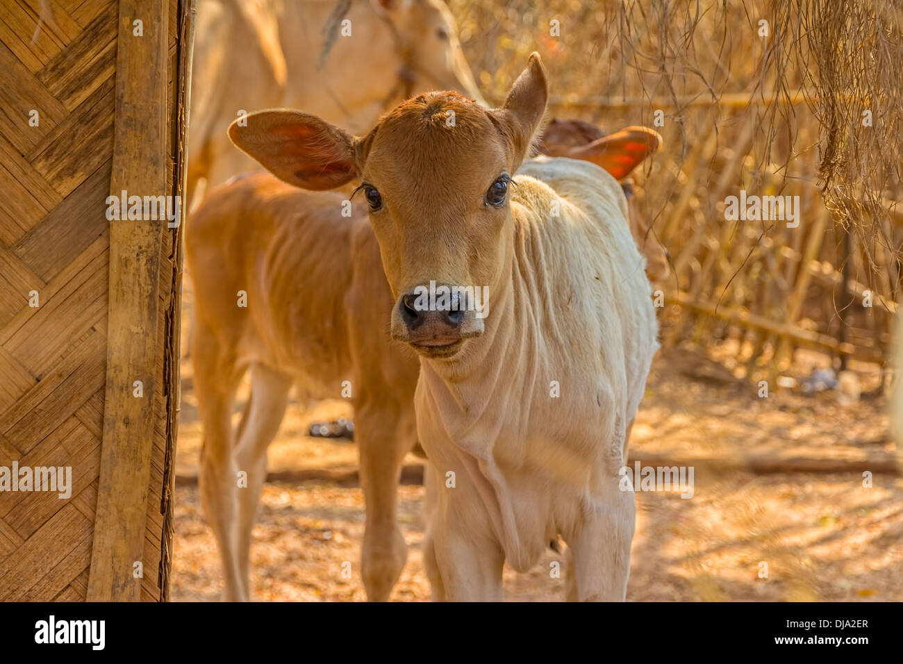 Beautiful calf of a Typical types of cows bred in Bagan rural area ...