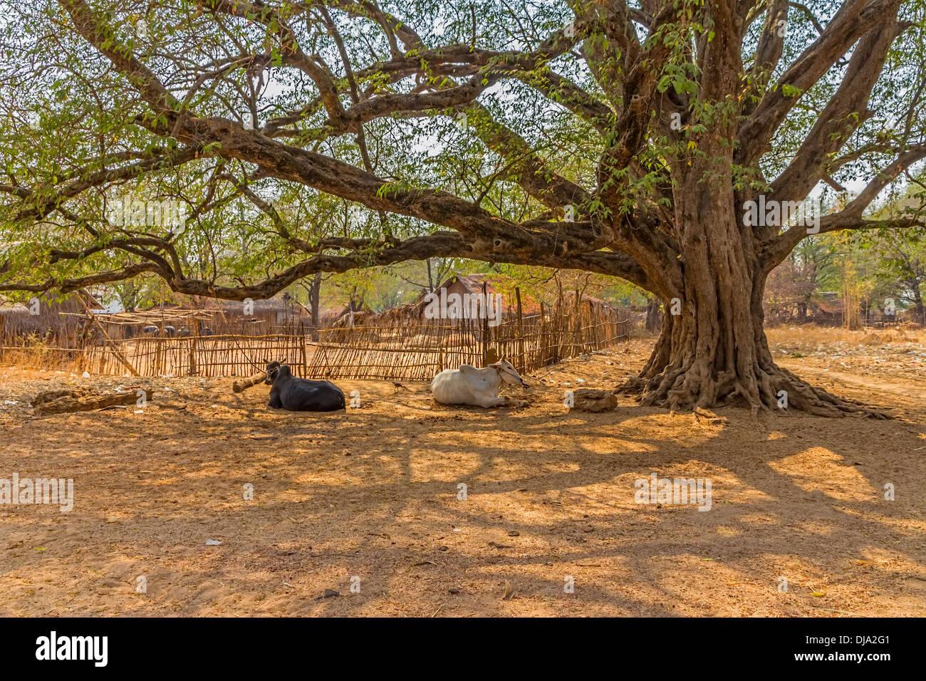 Typical types of cows bred resting in tree shade in Bagan rural area ...