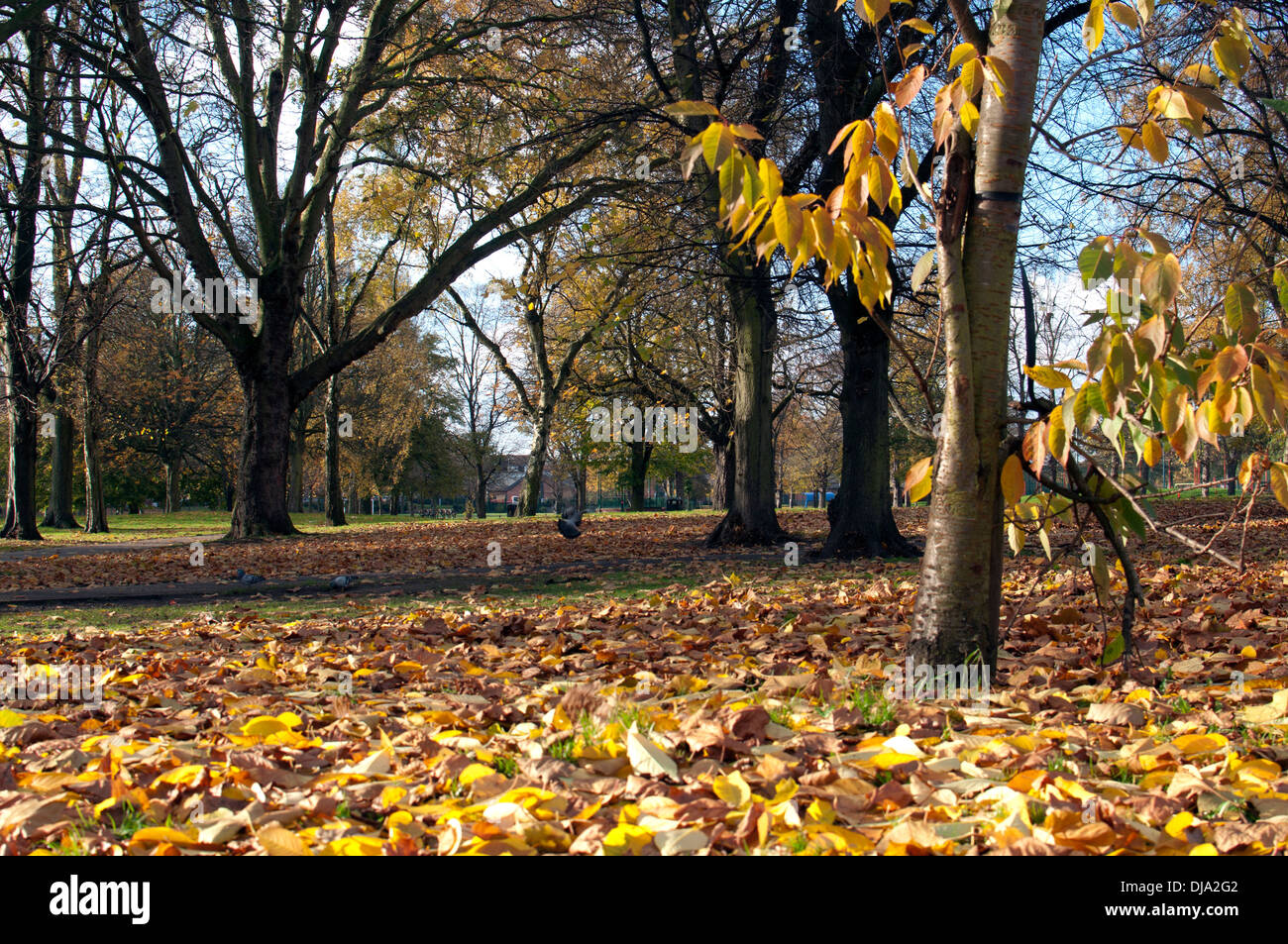 Sparkhill Park in autumn, Birmingham, UK Stock Photo - Alamy