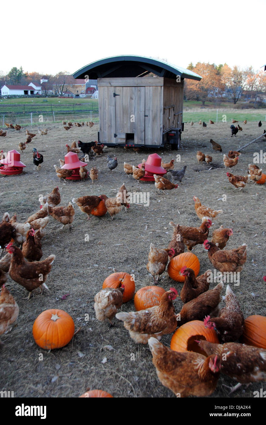 Roosters and barn hi-res stock photography and images - Alamy