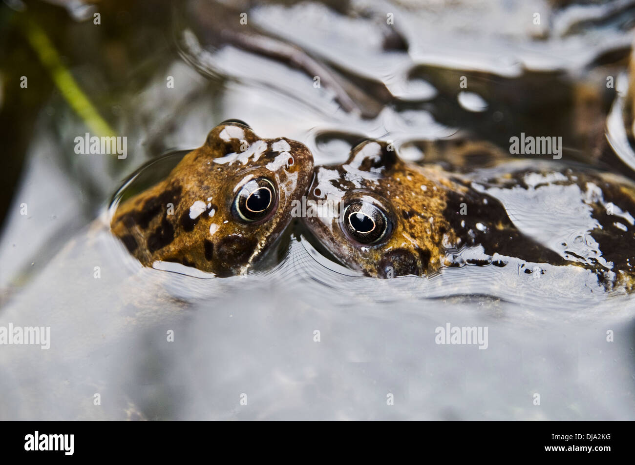 Frogs and frogspawn Stock Photo - Alamy