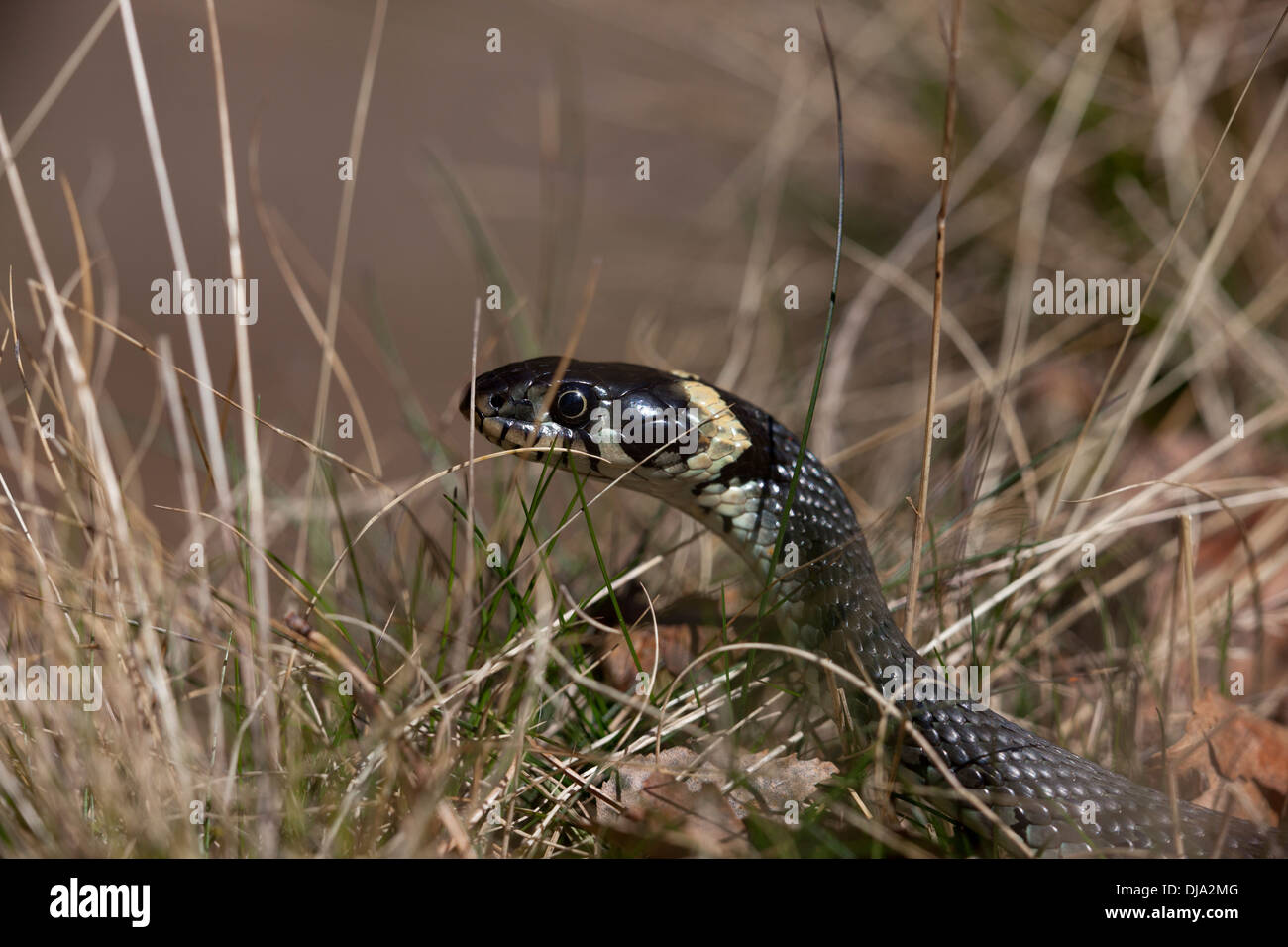 Swedish snake lying on the grass and looking at you Stock Photo - Alamy