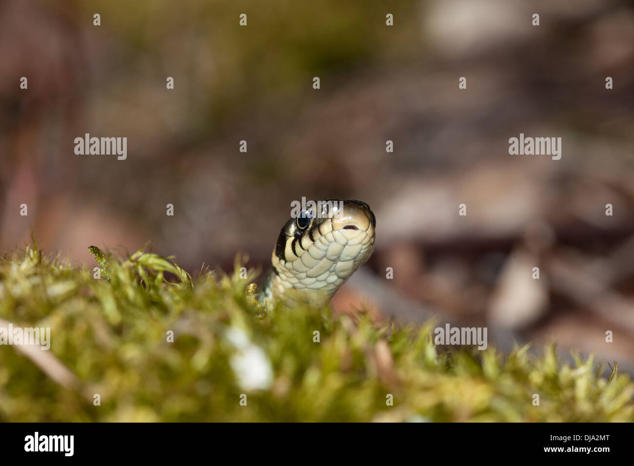 Swedish snake hi-res stock photography and images - Alamy